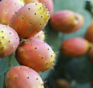 Master Elixir – The Glow Naturkosmetik